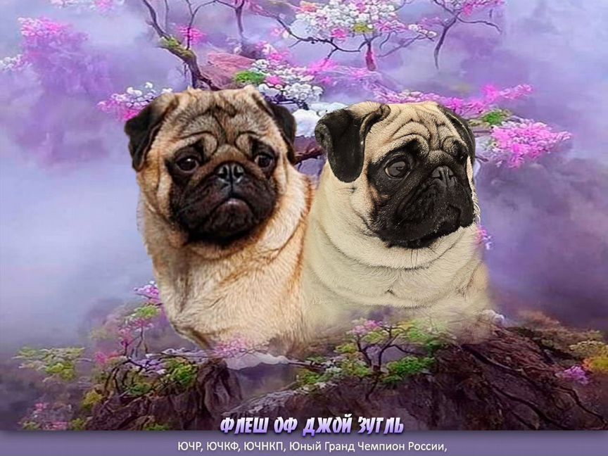 Щенки мопса москва и московская область