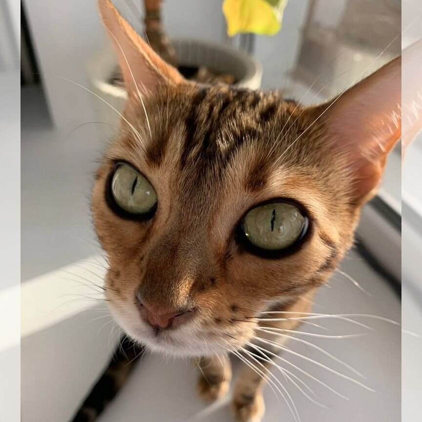 Отдам бенгальская кошка