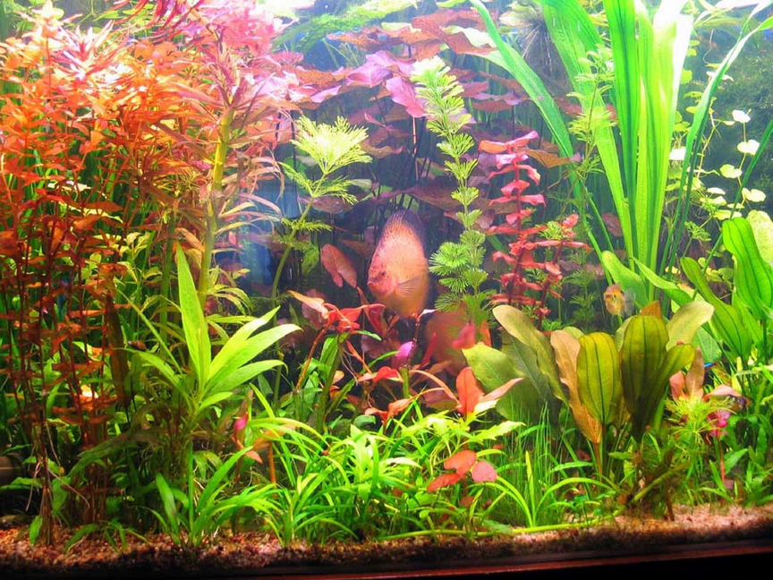 Набор из 10 живых аквариумных растений.прополка