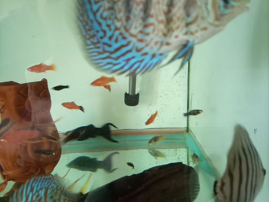 Дискусы 4 штучки