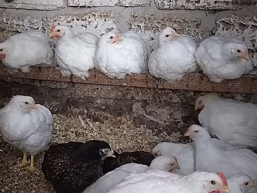 Мини-мясные (В-66) 2 месяца