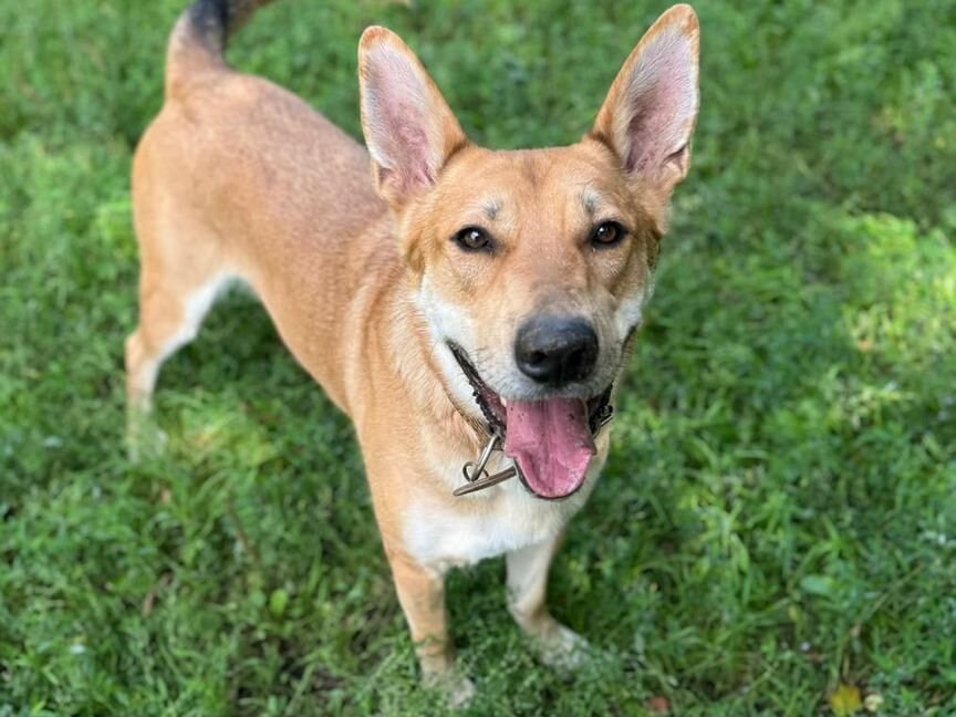 Собака в добрые руки