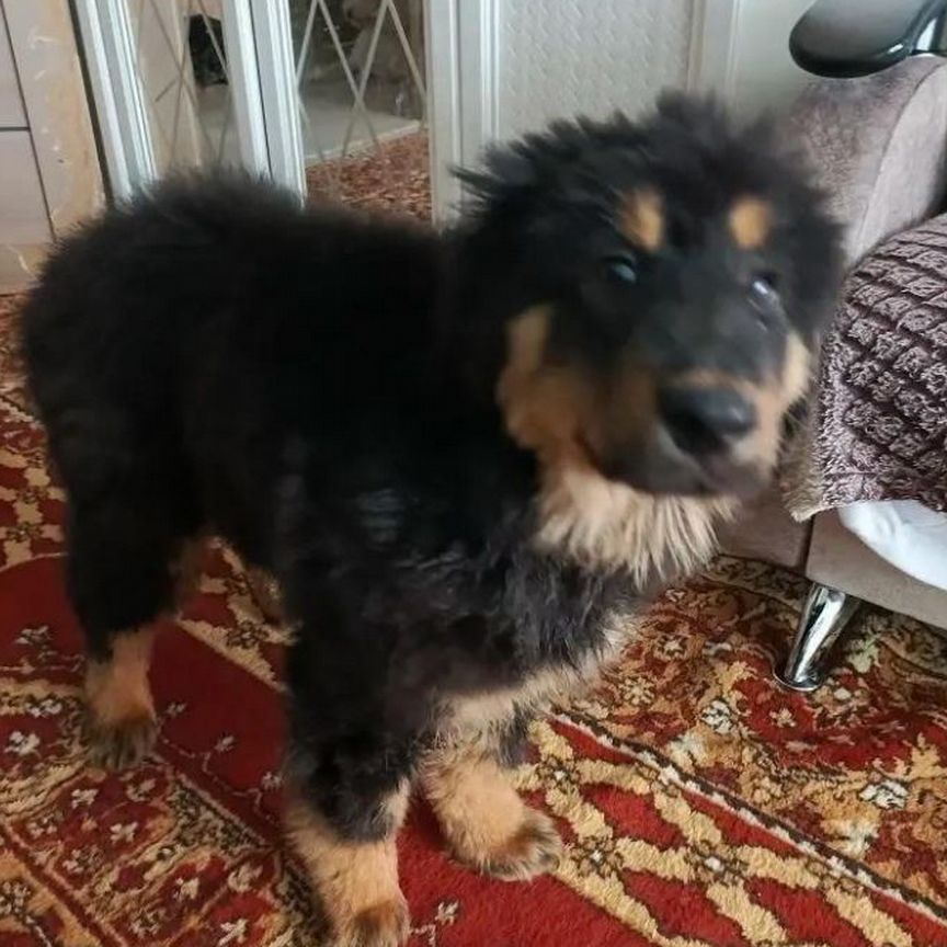 Миниатюрная американская овчарка, щенок