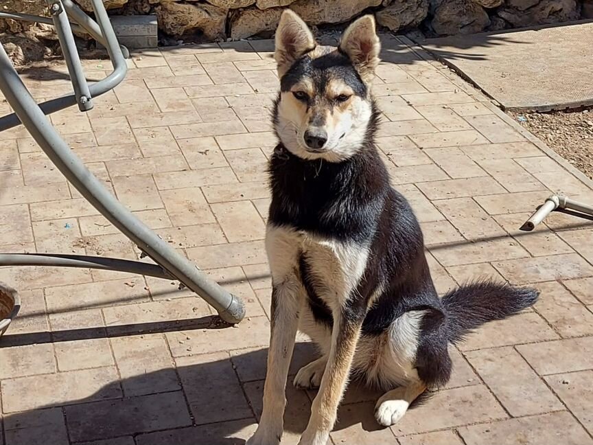 Отдам щенка бесплатно