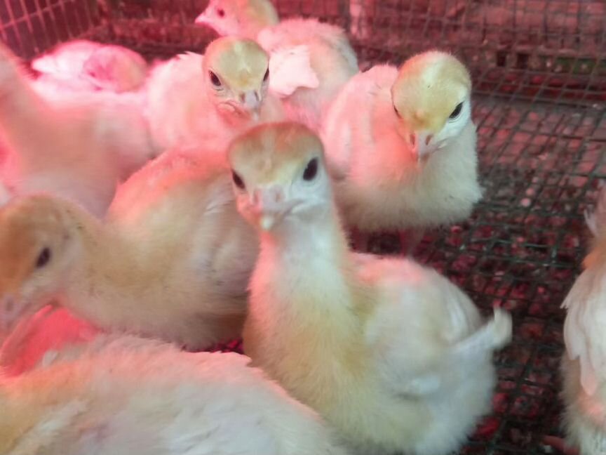 Индюшата хайбрид конвертер