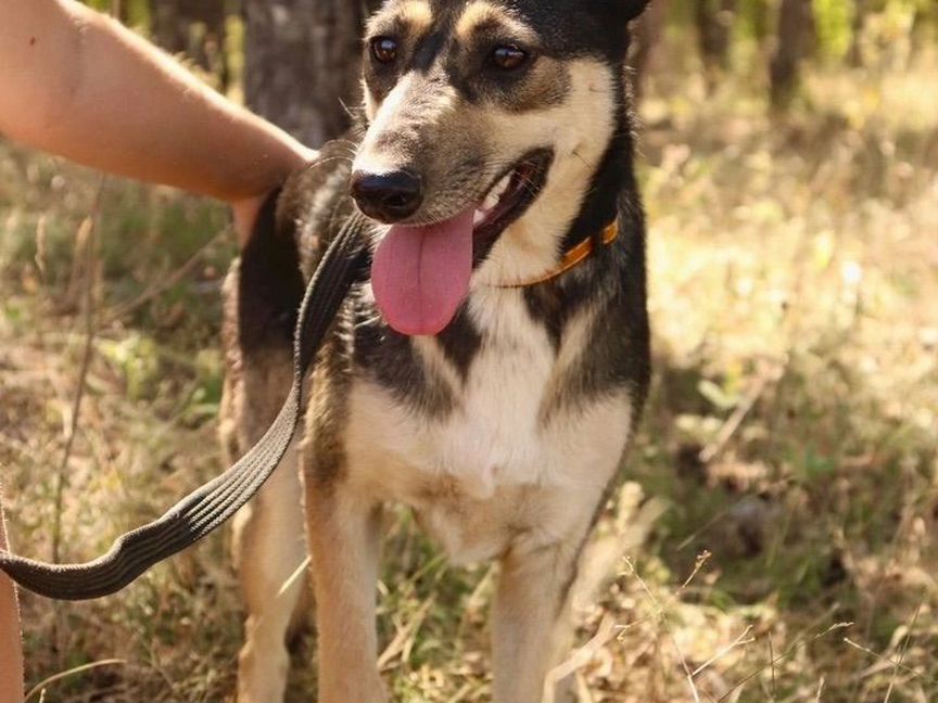 Собачка Хонда в добрые руки