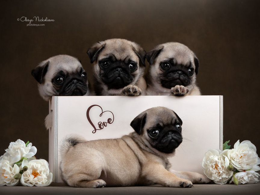 Щенки мопса