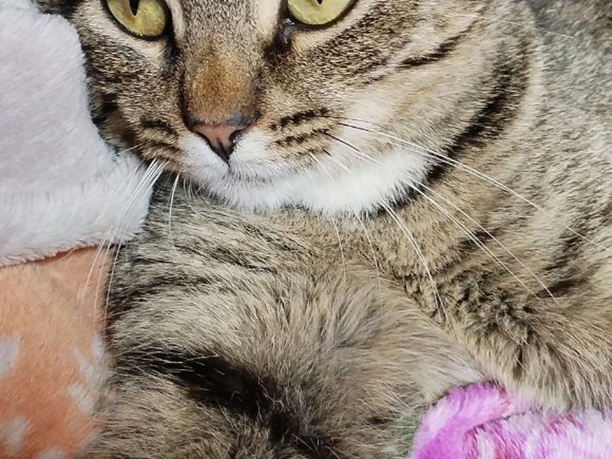 Котенок малышка