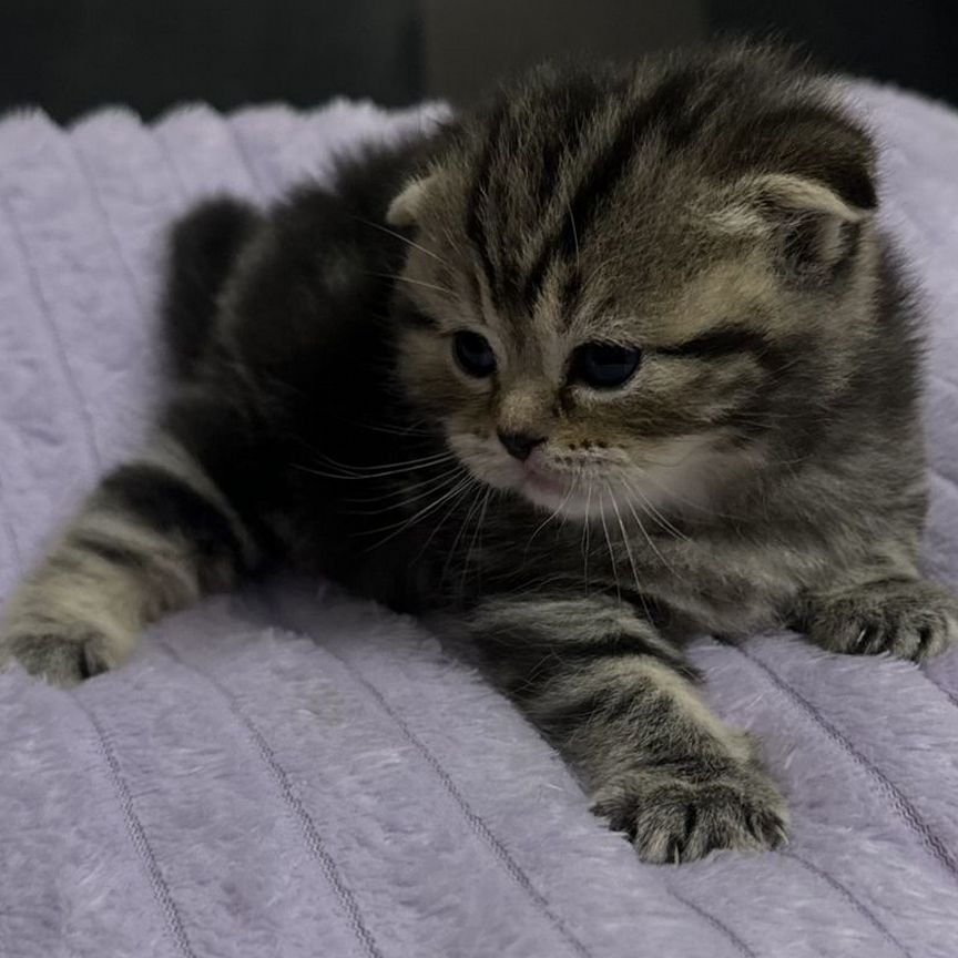 Шотландский вислоухий короткошёрстный котёнок