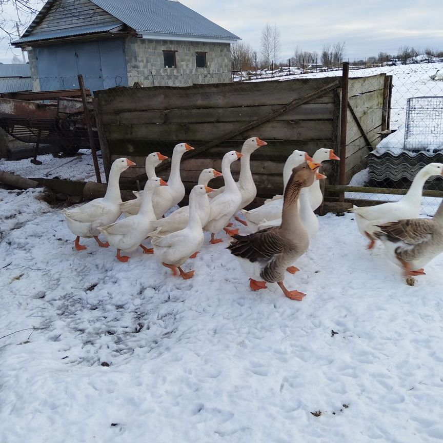 Гусь