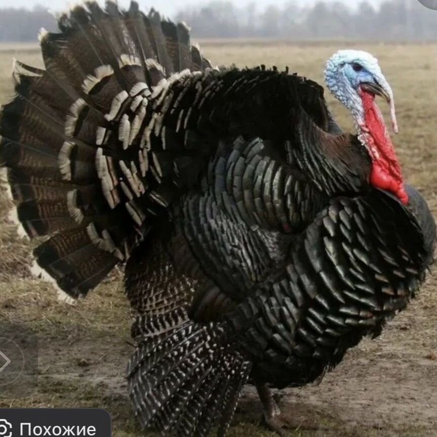 Индюки домашние