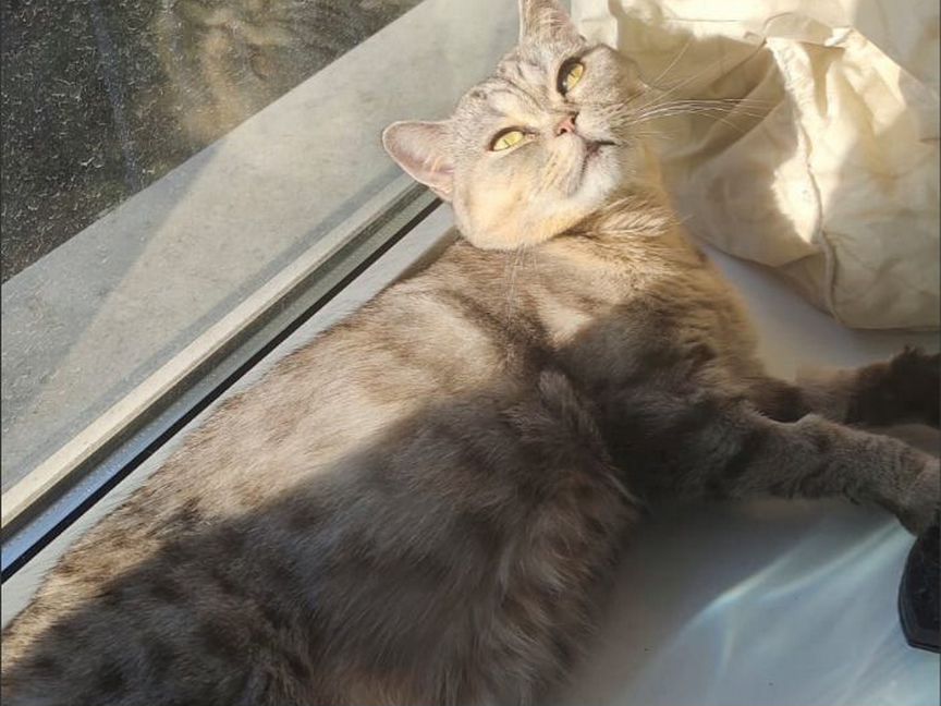 Скоттиш страйт кошка