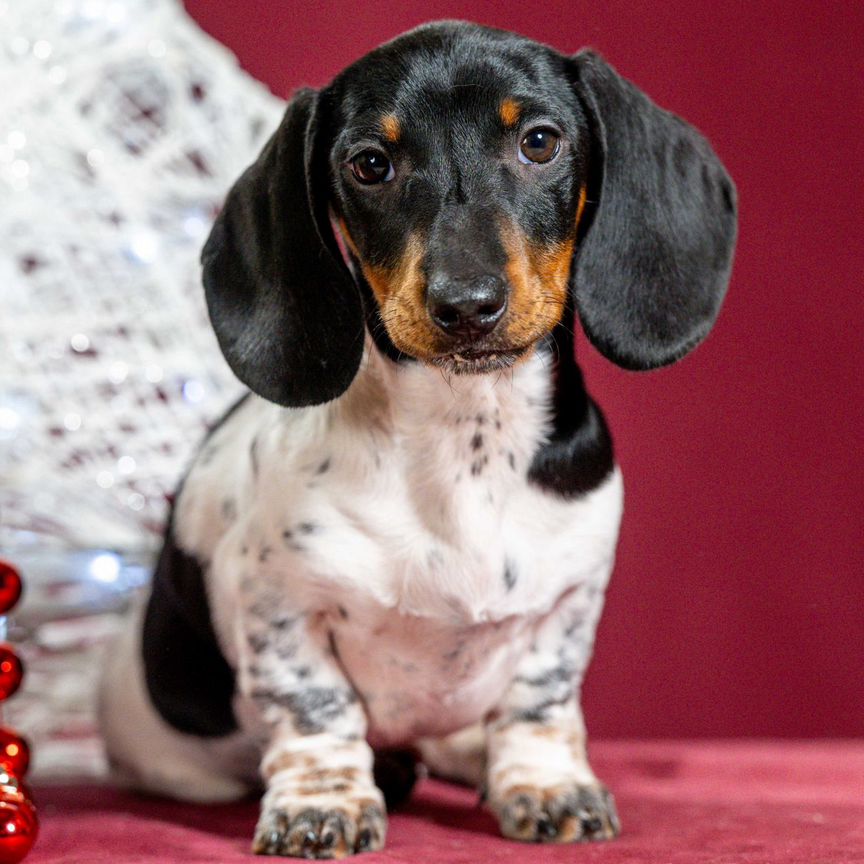 Карликовая такса, щенок