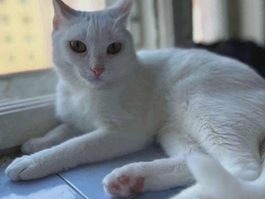 Молодая кошечка Снежа, ей 1 год