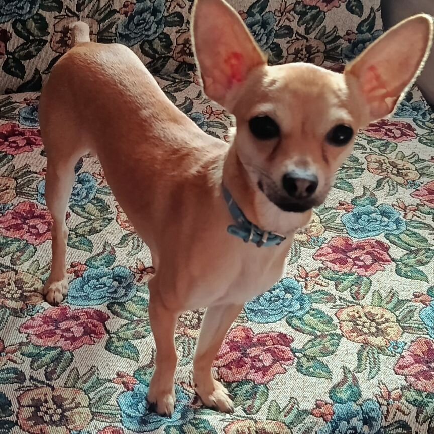 Русский той-терьер, щенок