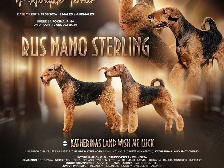 Щенки эрдельтерьера