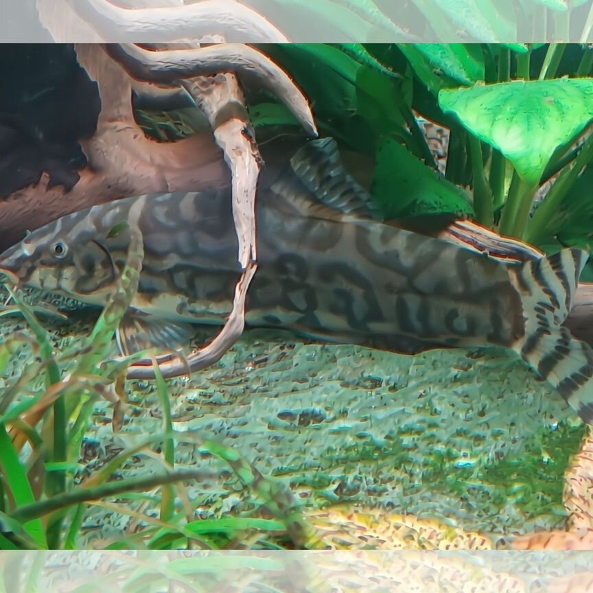 Боций Мрамор 8см