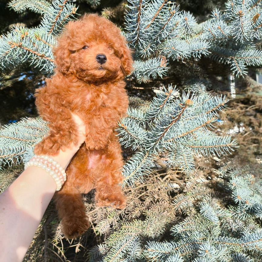 Той-пудель, щенок