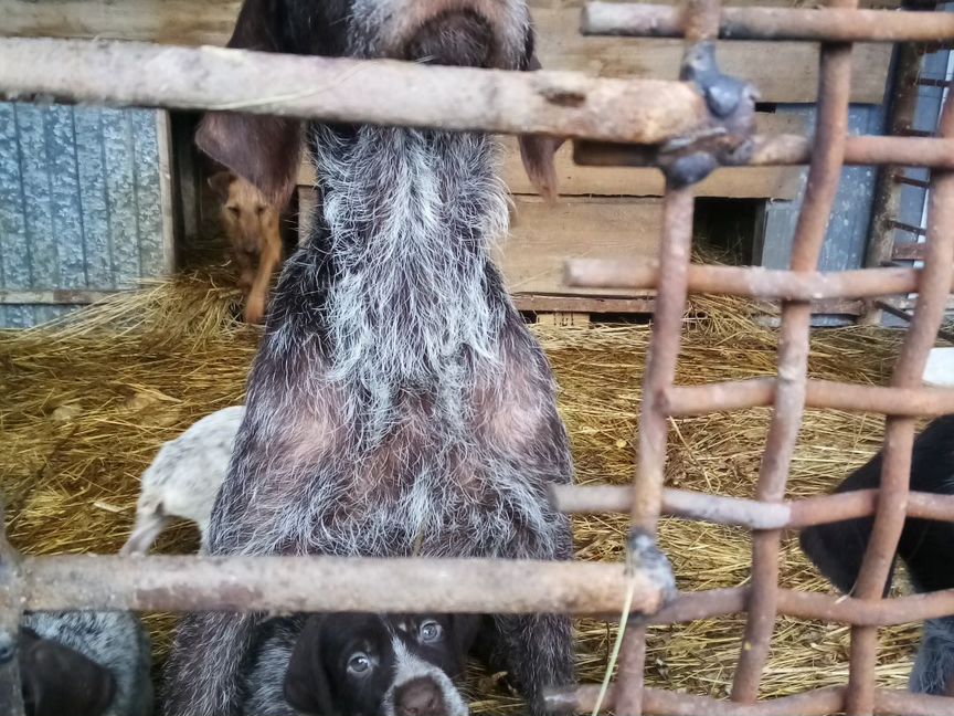 Щенки дратхаара