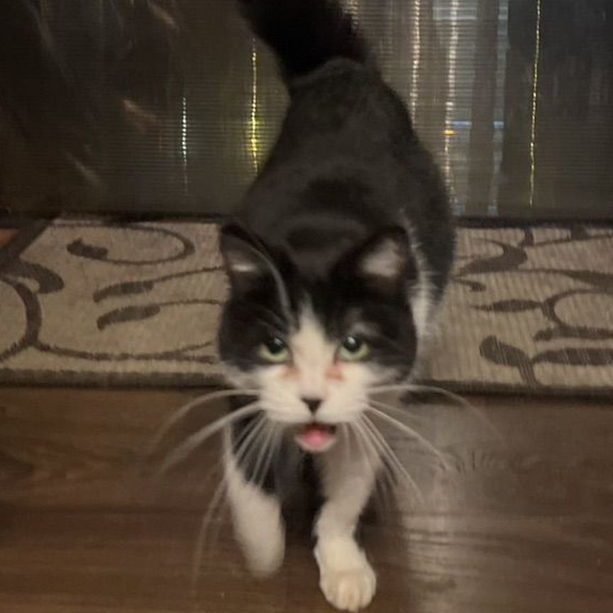 Отдам в добрые руки ласковую кошечку