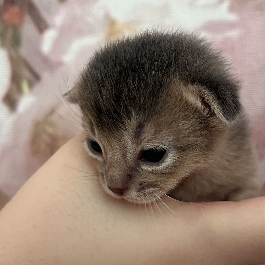 Абиссинская куколка (только в разведение)