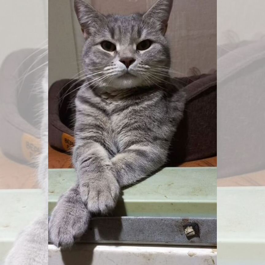 Британская короткошёрстная кошка, взрослая