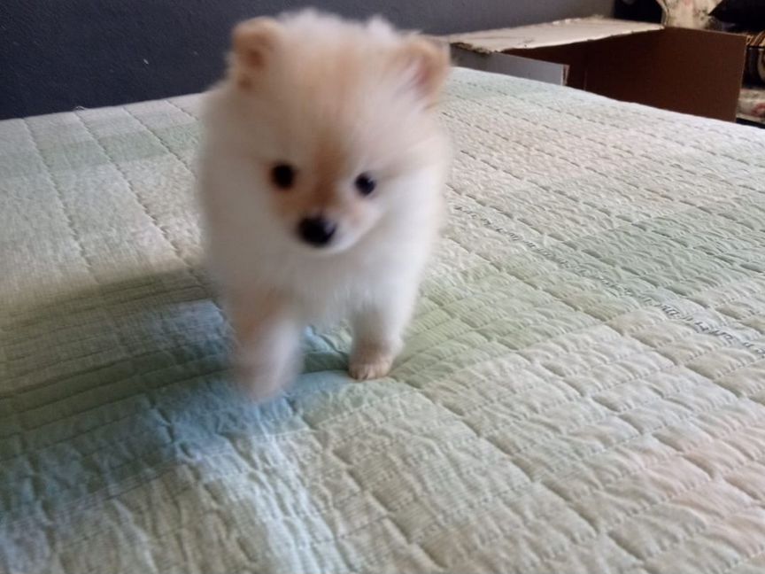 Продаются щенки шпицы. 40д. 3дев. 1малч. За 20т