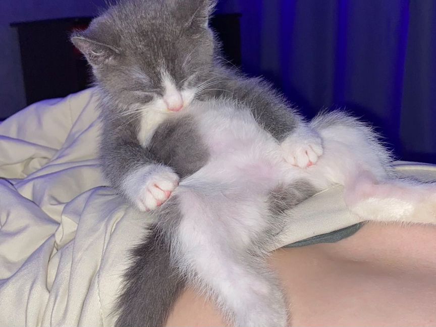 Кот в добрые руки,2,5 месяца