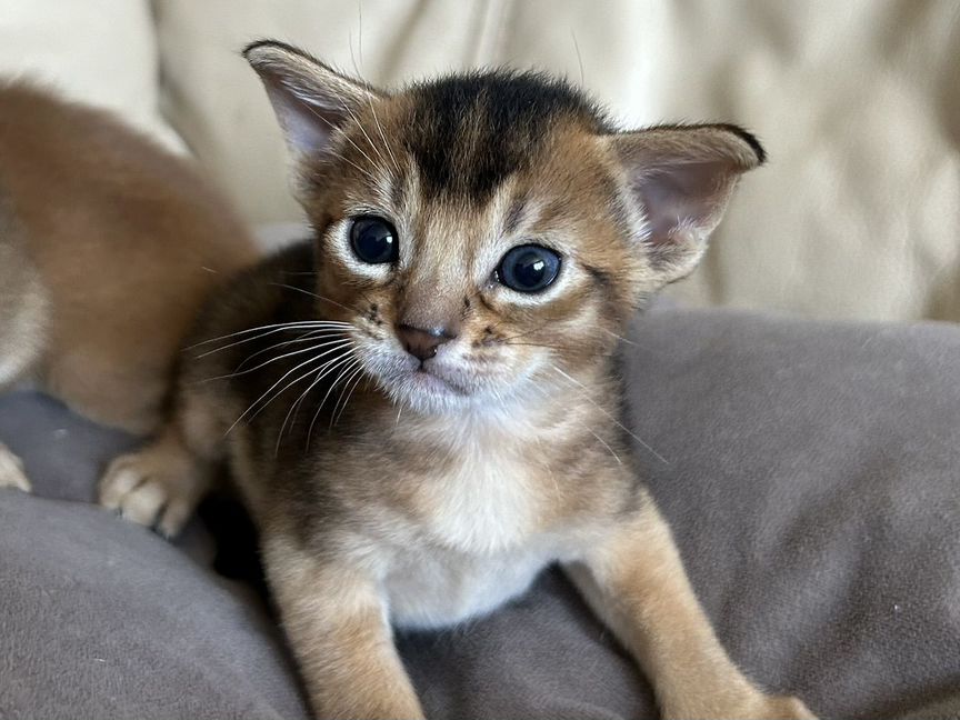 Абиссинские котята