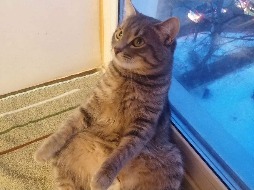 Котик ищет дом, ему 1,5 года