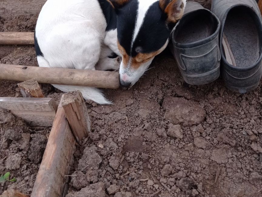 Ищем старых или новых хозяев для собаки