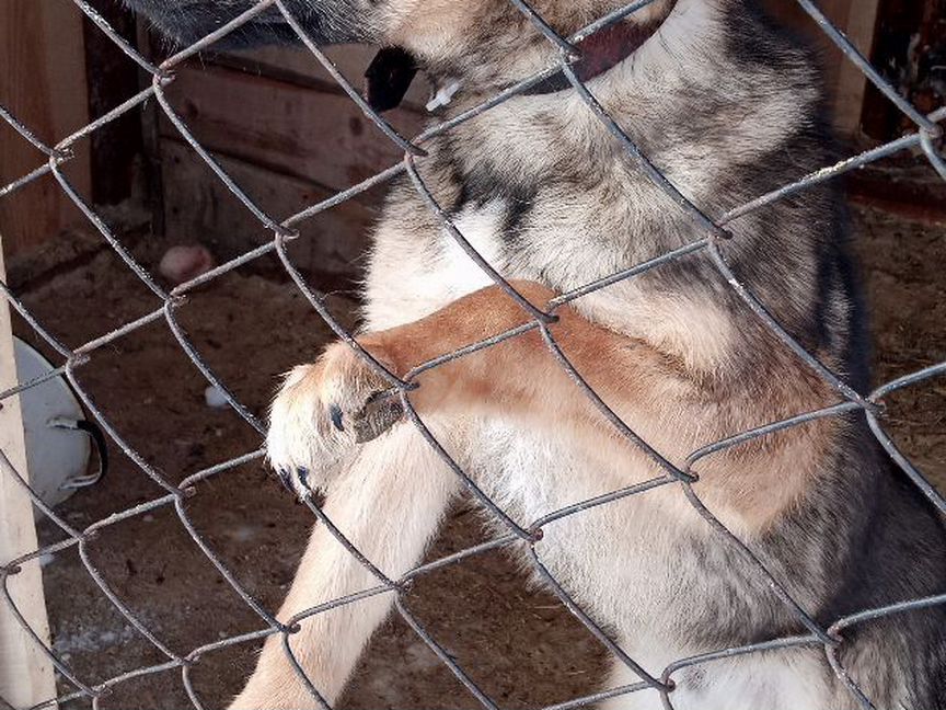 Щенок в добрые руки