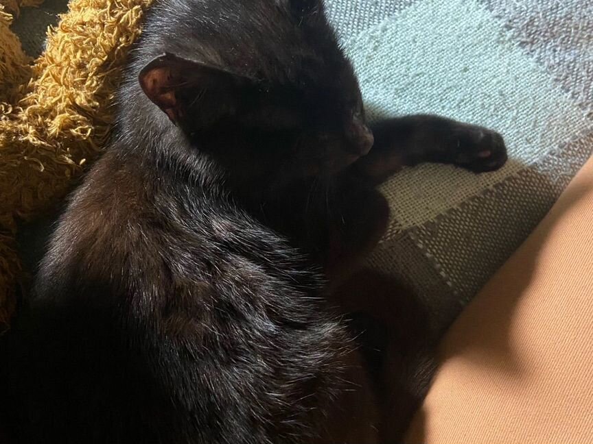 Котёнка в добрые руки
