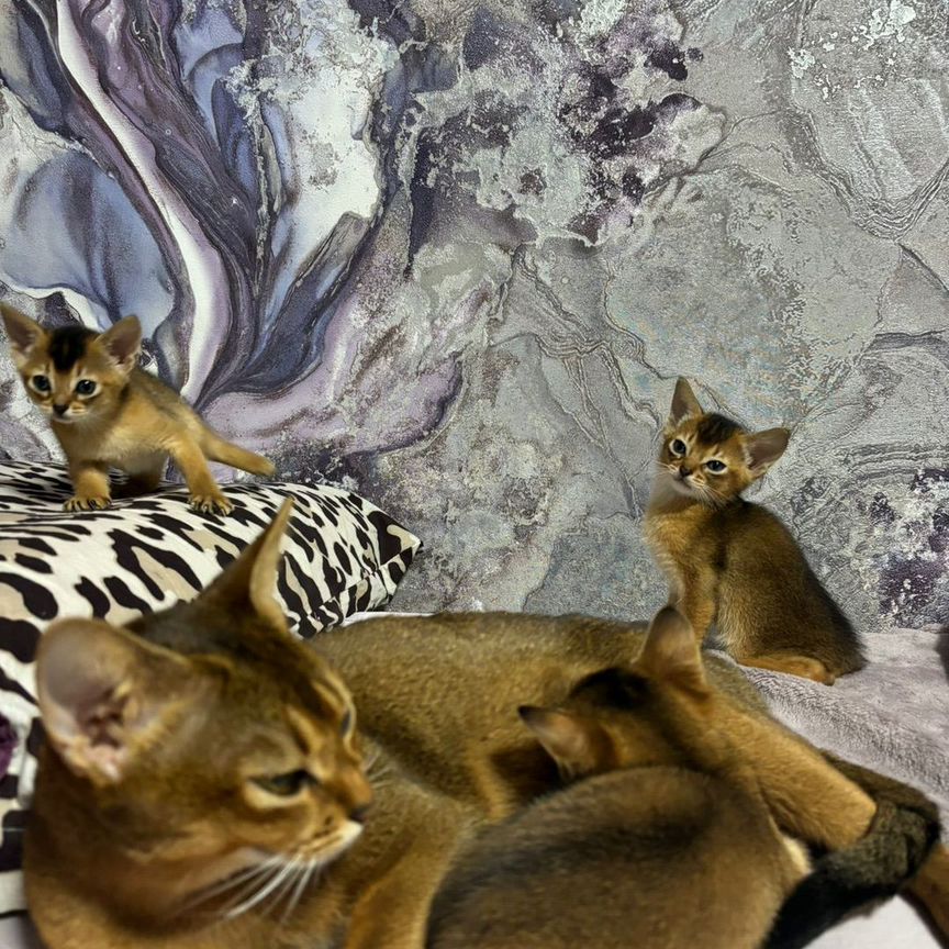 Абиссинские котята с документами