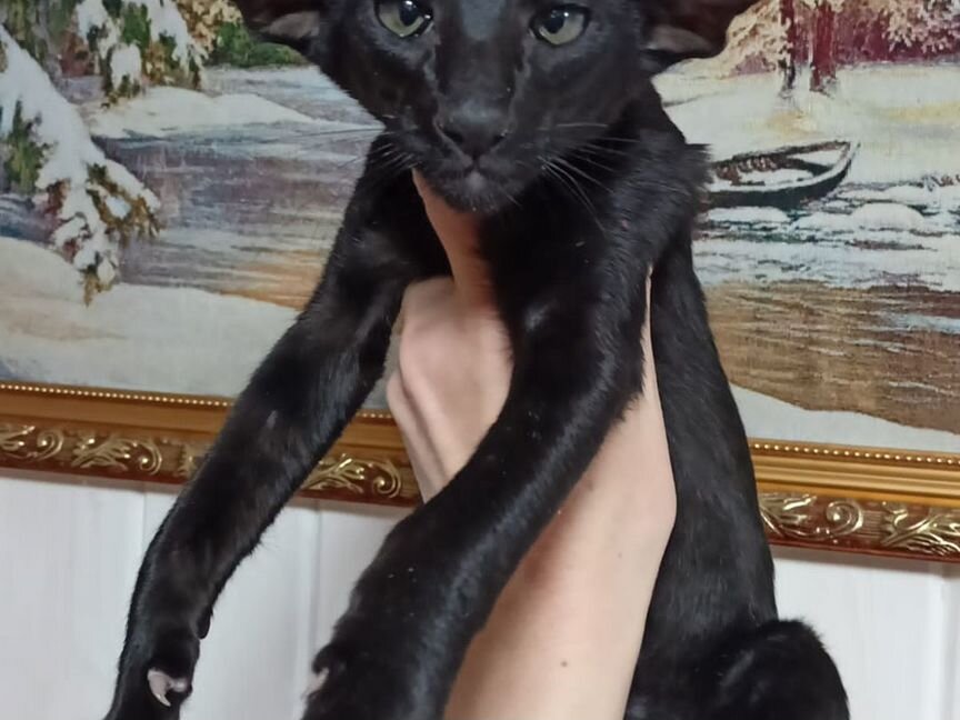 Экстрим ориентал