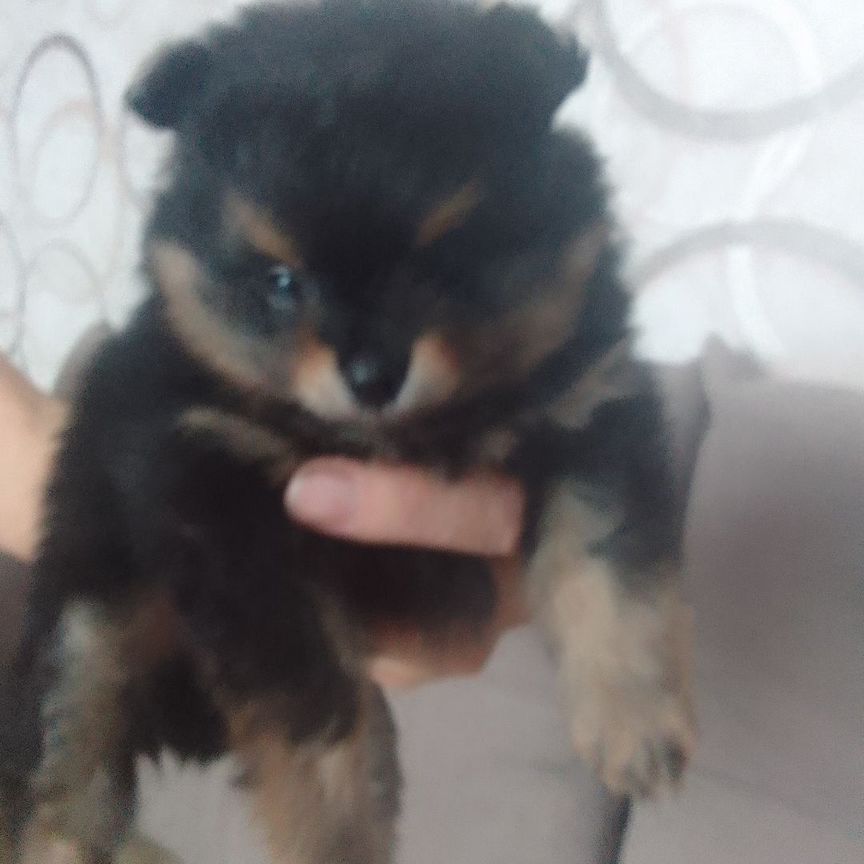 Померанский шпиц