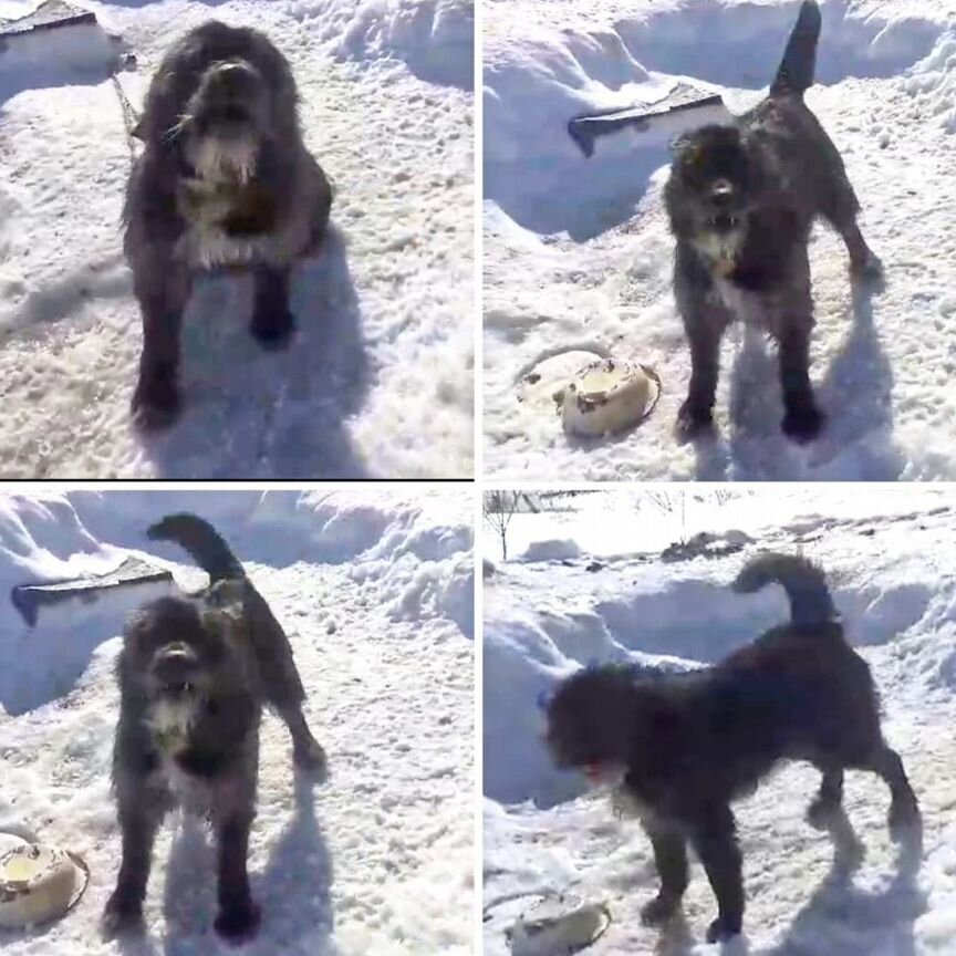 Собаку убьют на днях в добрые руки