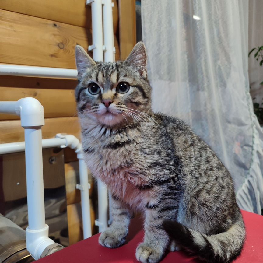 Кот Барсик в добрые руки