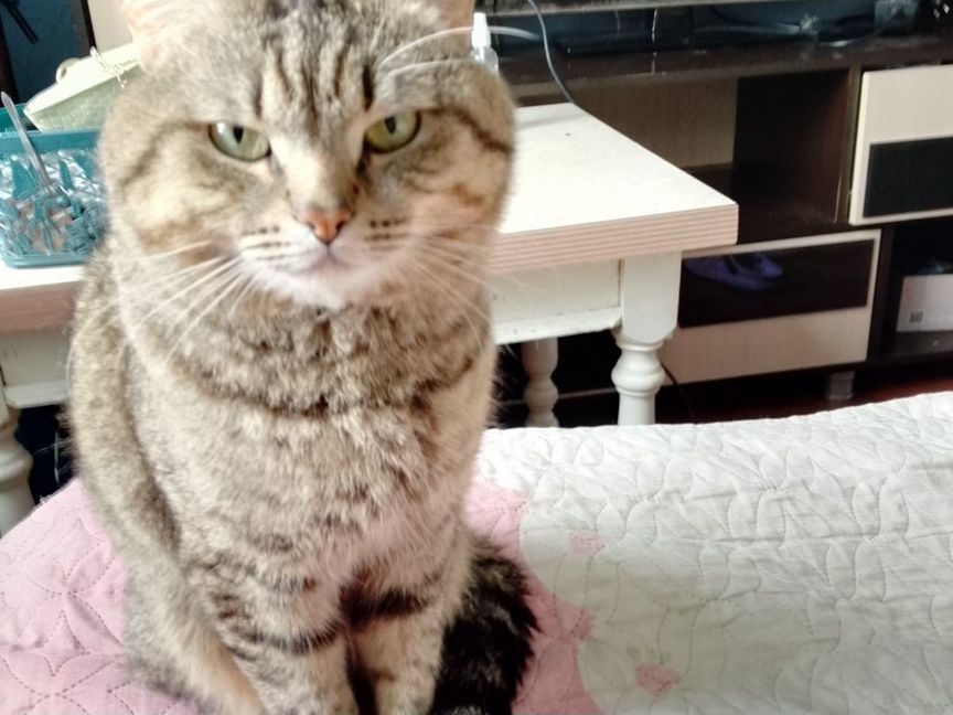 Кот в добрые руки