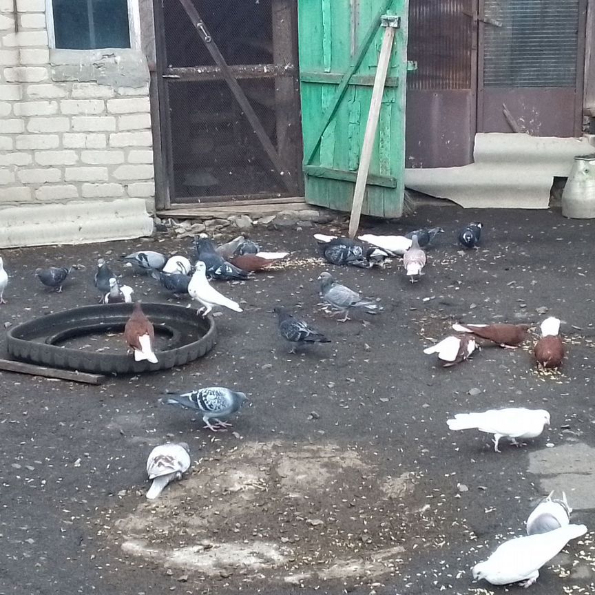 Голуби