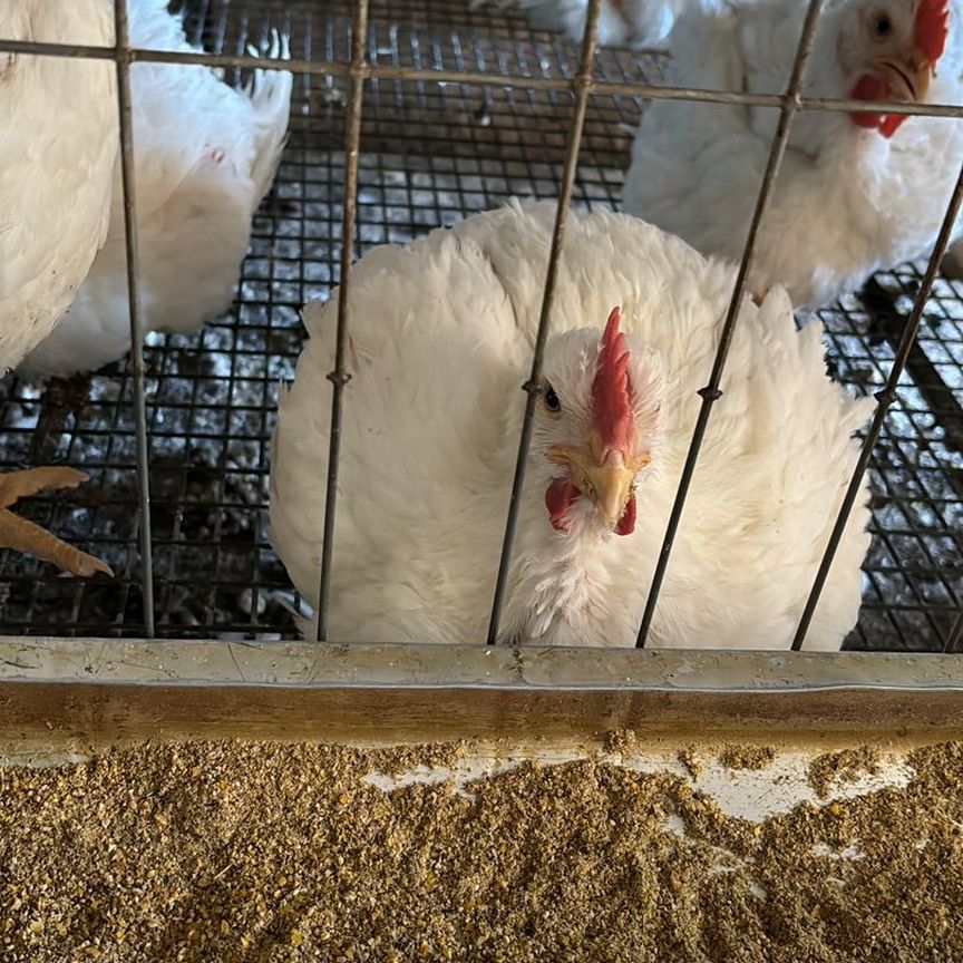 Куры бройлеры