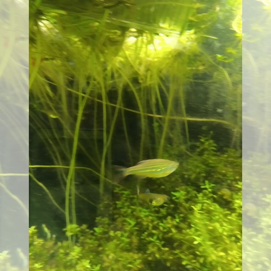 Малабарский данио