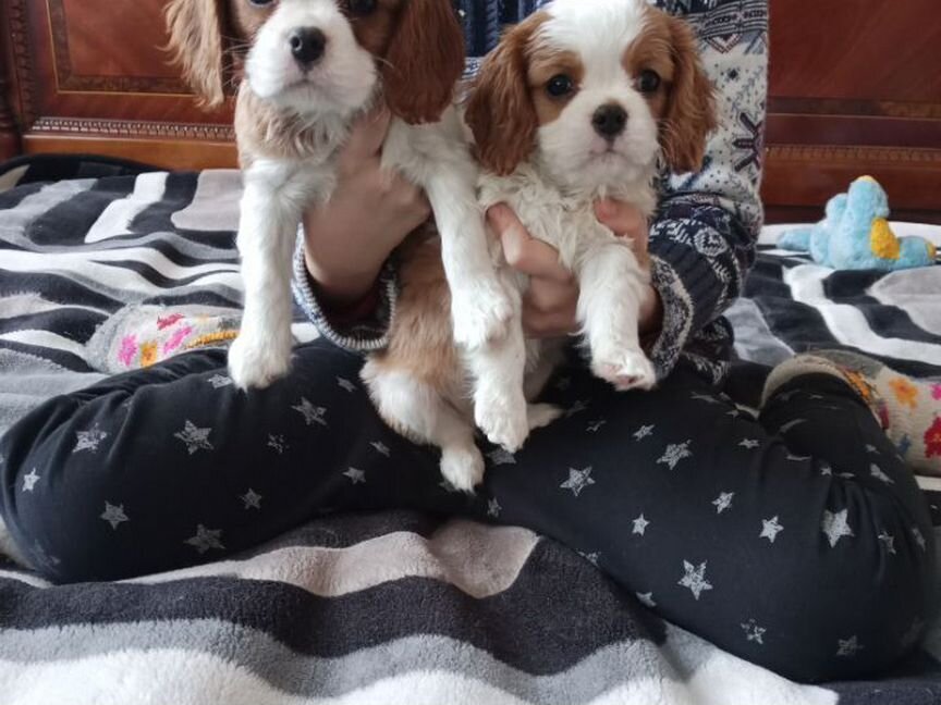 Кавалерчики Новогодние подарочки