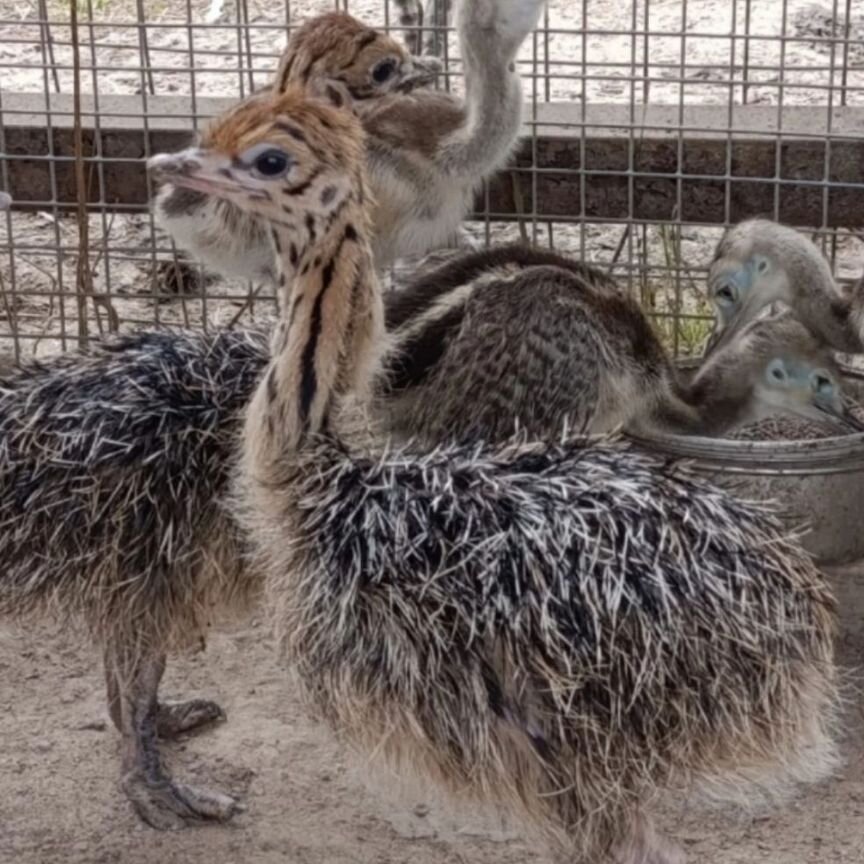 Страусята, страусы в наличии,доставка