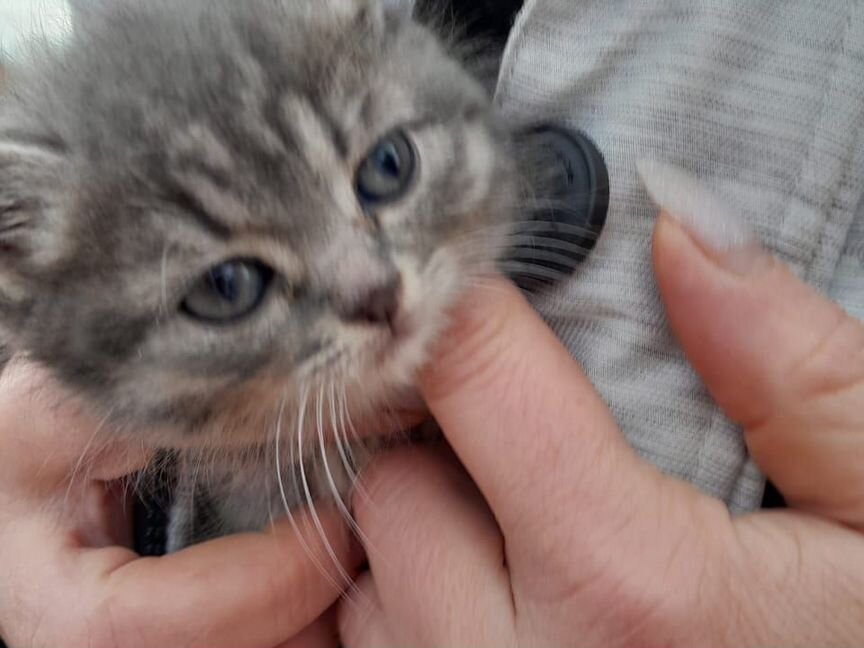 Котенок девочка в добрые руки