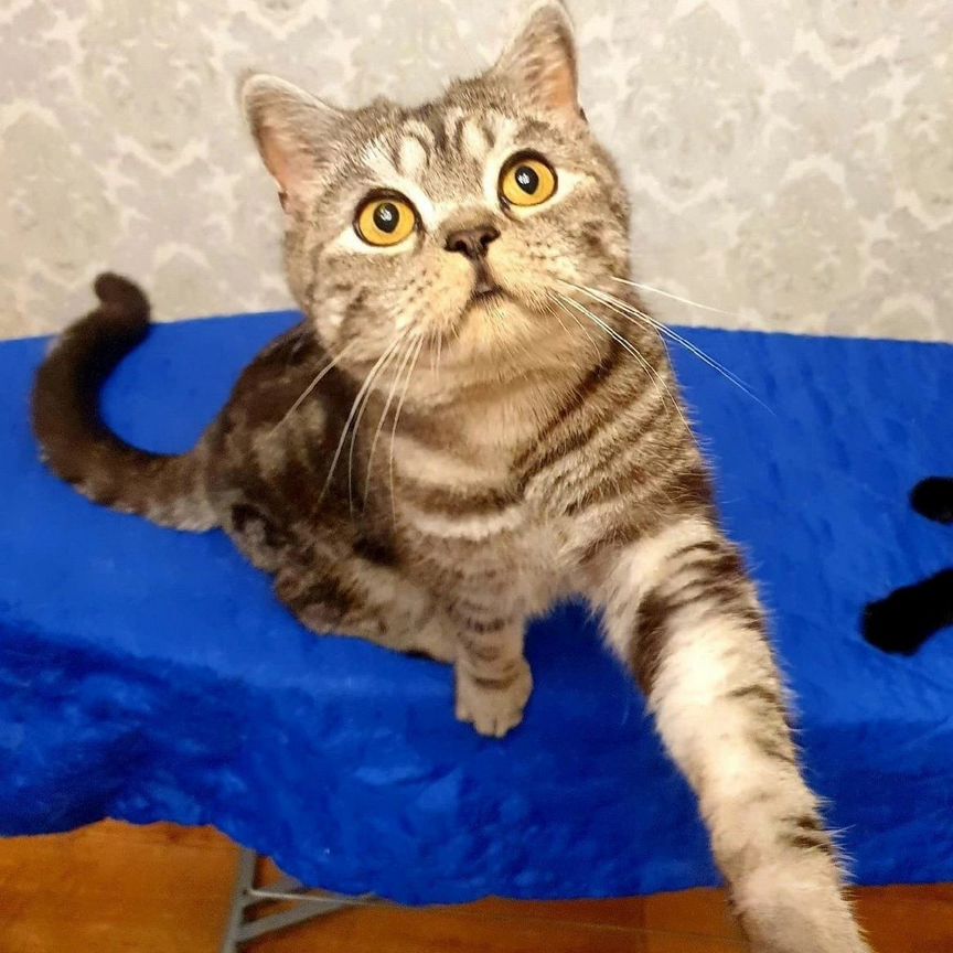 Шотландский красавчик