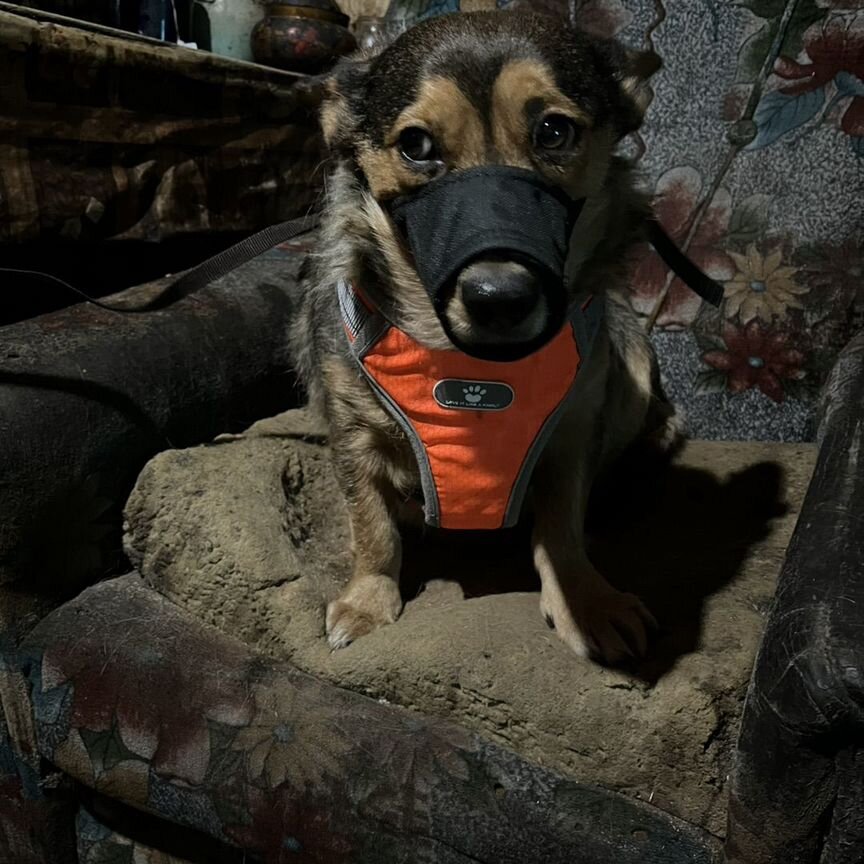 Собака в добрые руки