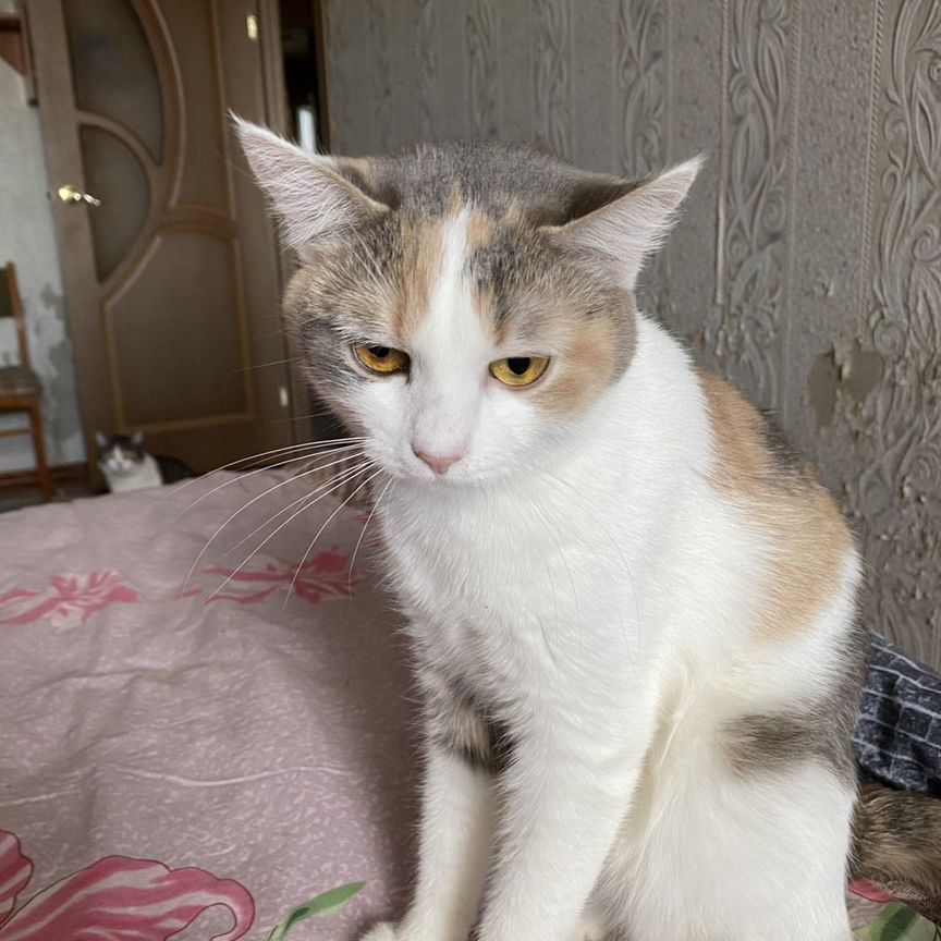 Кошечка