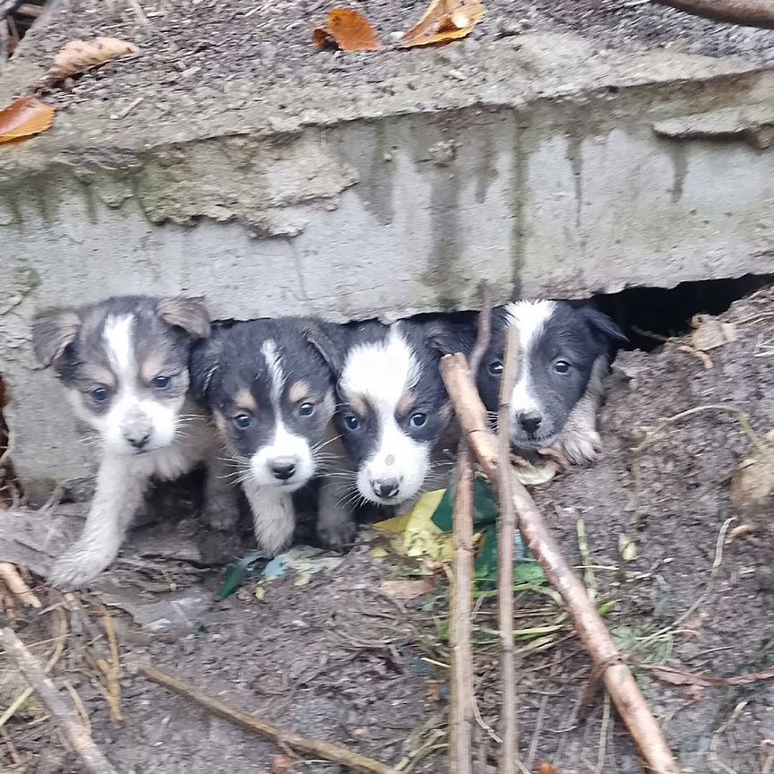 Щенок в добрые руки