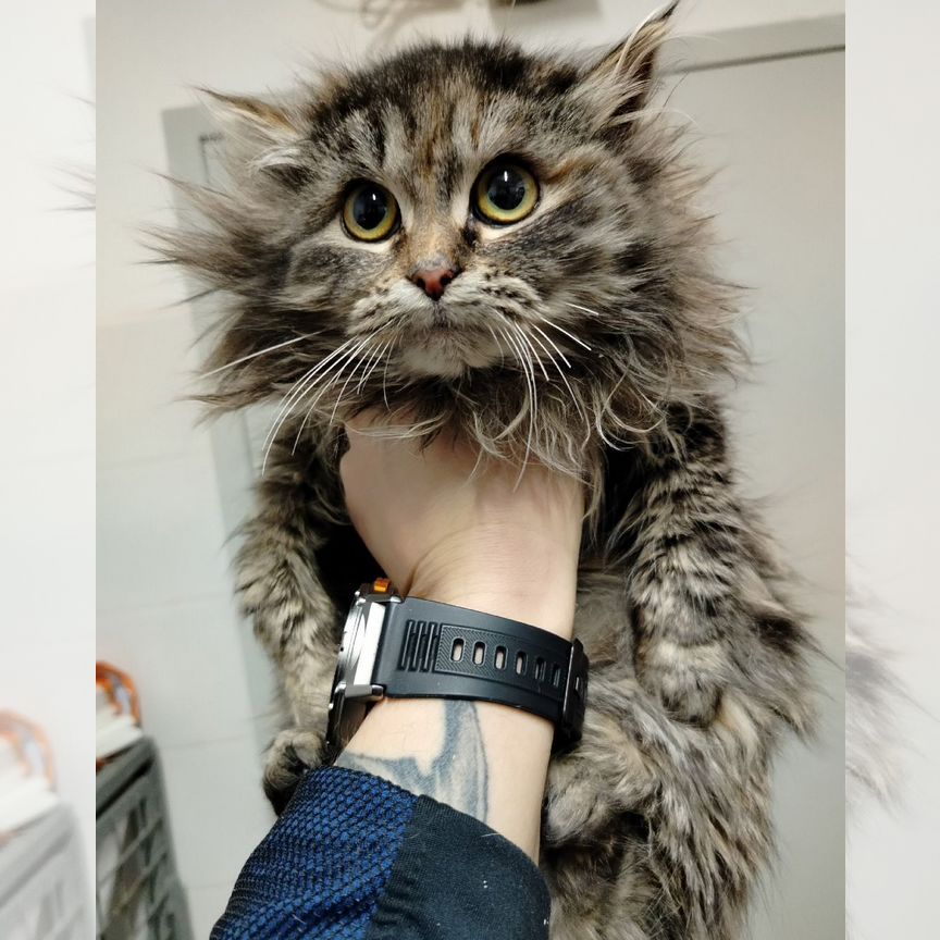 Котёнок в добрые руки